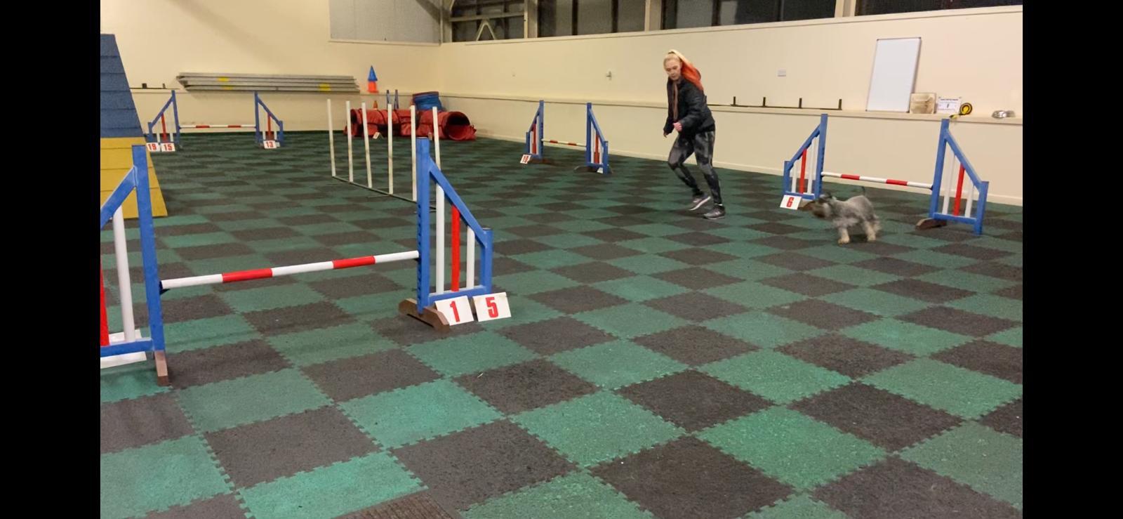 Ros and Paws Dog training – Dog Training and Dog Agility Ayrshire